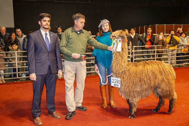 VEREDICTOS RAZA ALPACA – OVINOS